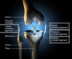 The Anatomy of the Knee – Mr Vipin Asopa